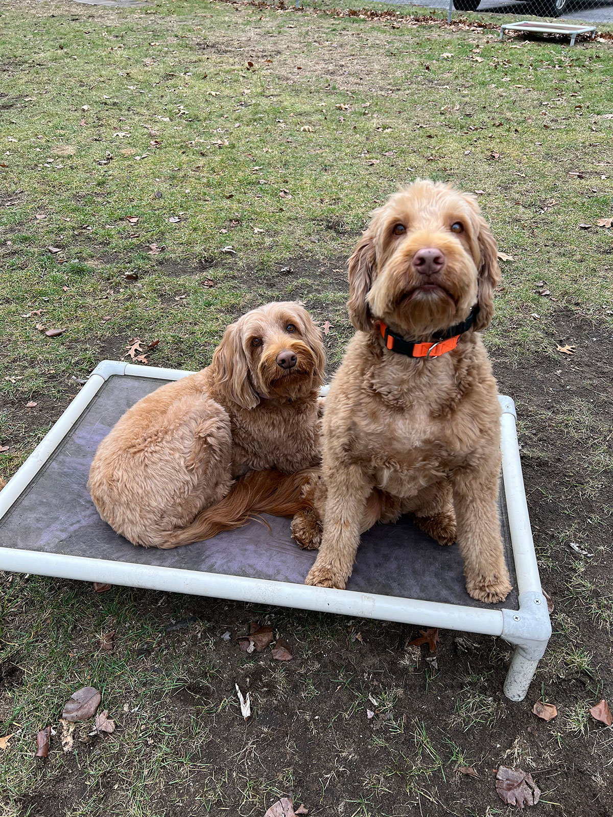 Columbus Dog Boarding and Training | Lifetime Support