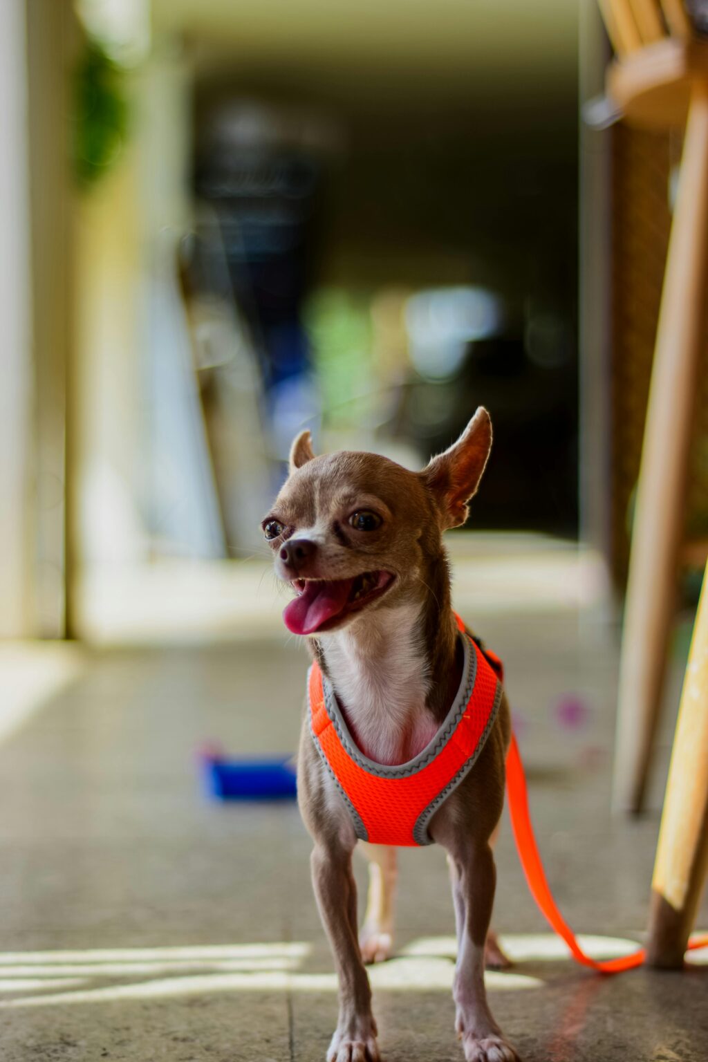 Leash Reactivity: Powerful Causes, Fixes, & Myths Explained